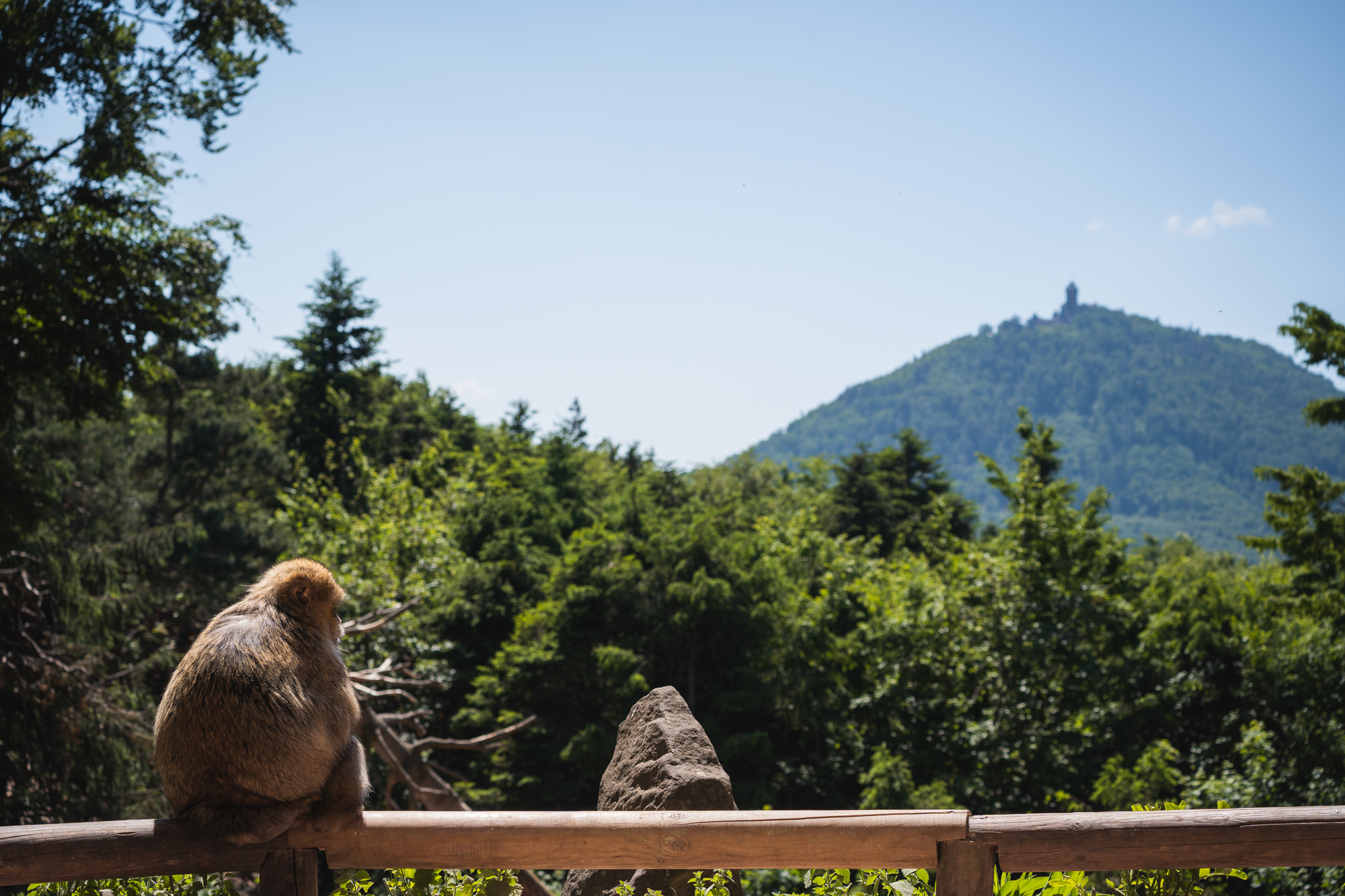 Semaine de la conservation - La Montagne des Singes