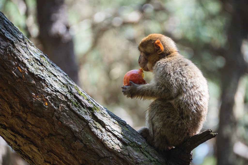 Portrait of the Barbary Macaque - La Montagne des Singes