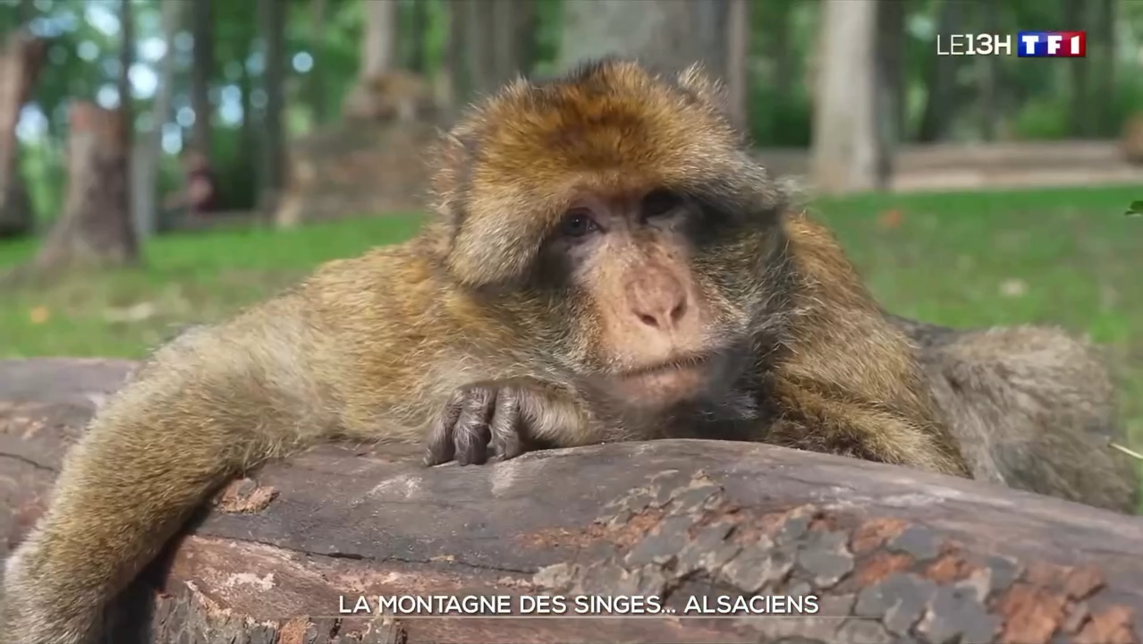 In den Ferien mit Ihnen – Der elsässische Affenberg (TF1-Reportage – 6 ...